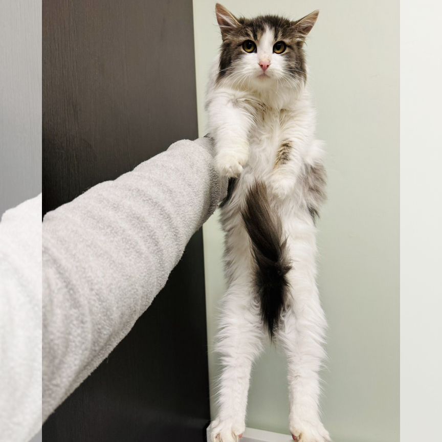 Стерилизованный котенок девочка