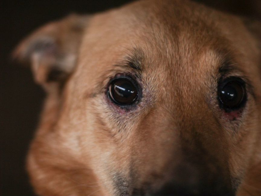 Милая старушечка Витуля ищет дом