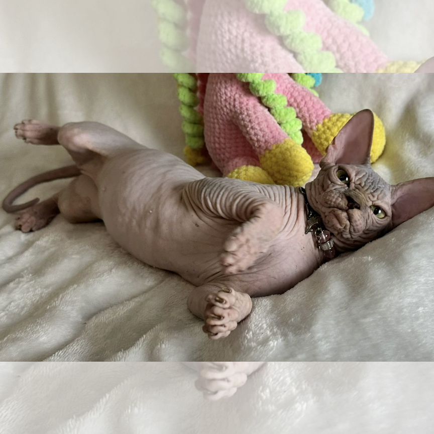 Шоколадная принцесса