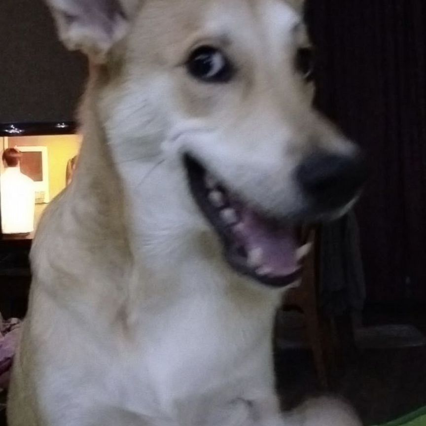 Собака в добрые руки отдам бесплатно