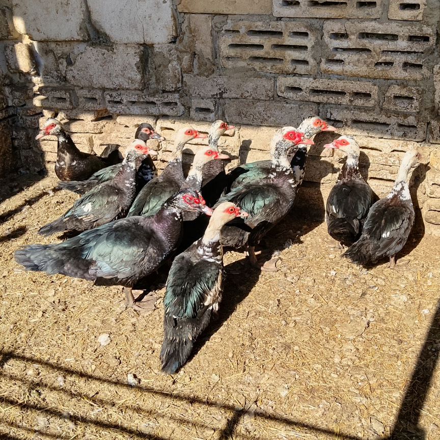 Утки индоутки