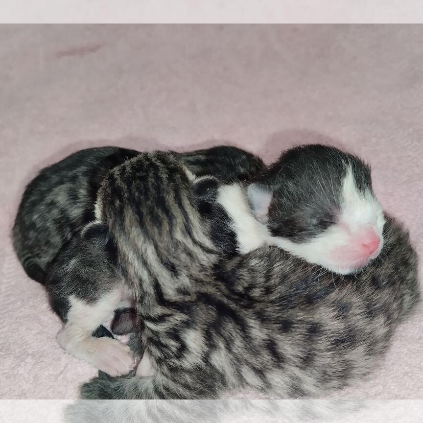 Котята породистые