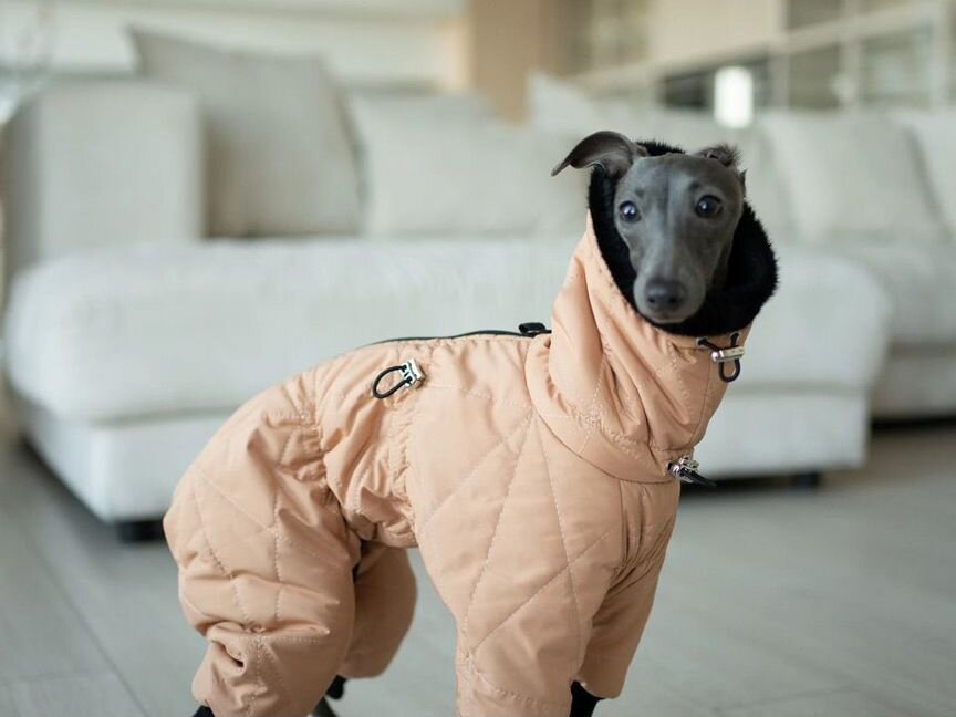 Зимний комбинезон на левретку