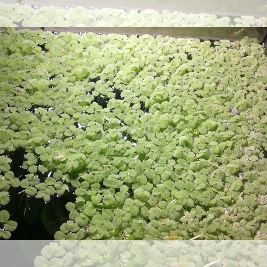 Отдам аквариумные растения