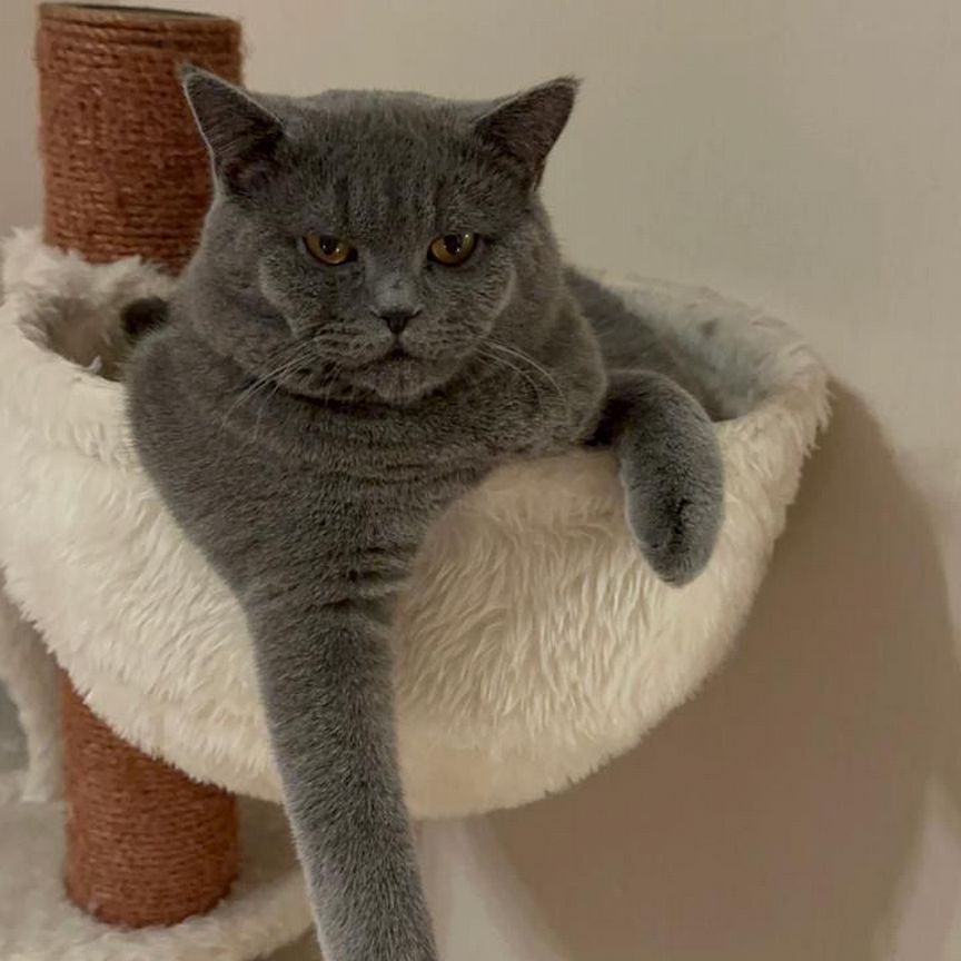 Британский кот