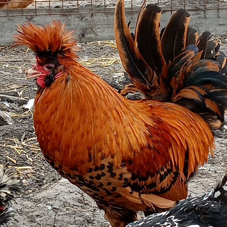 Петух павловское золото