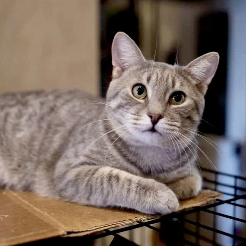 Серый зеленоглазый мальчик