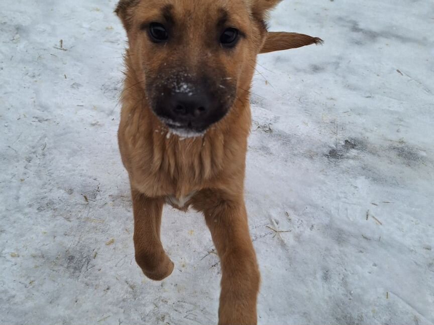 Самсон хочет домой