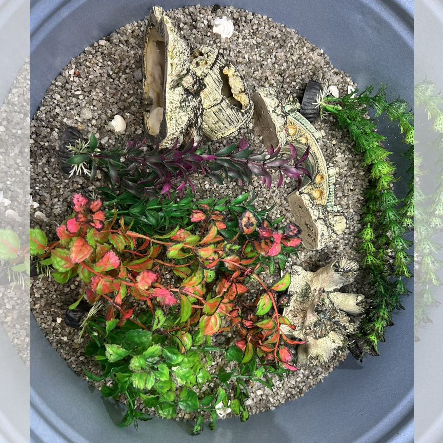 Растение, декорации для Аквариума