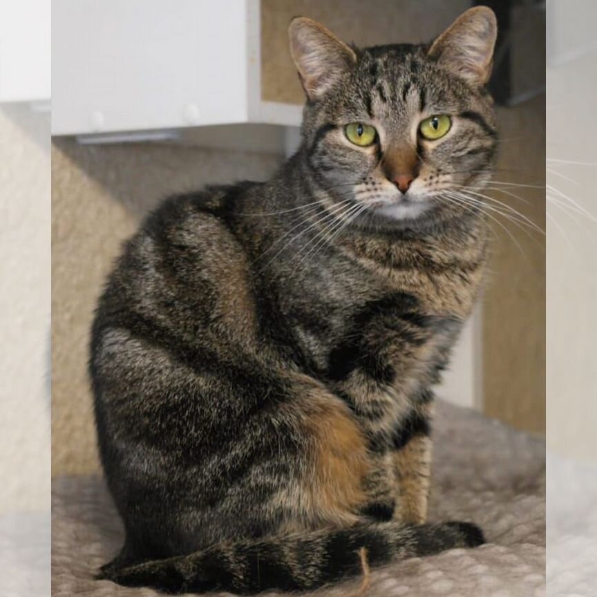 Этот красивый кошак Фиона ищет дом