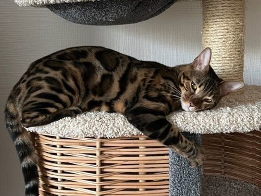 Продам бенгальскую кошку
