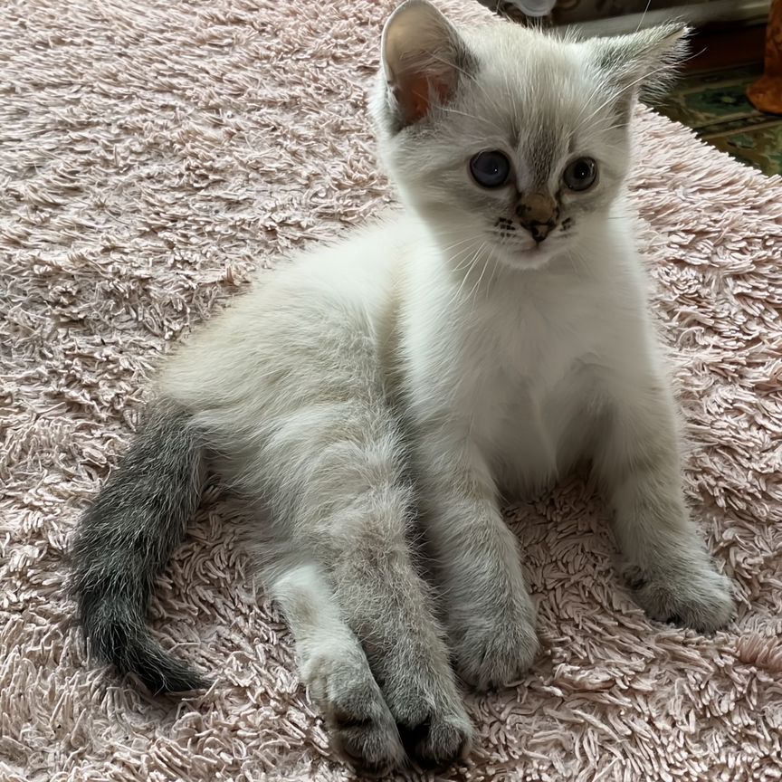 Котёнок в добрые руки