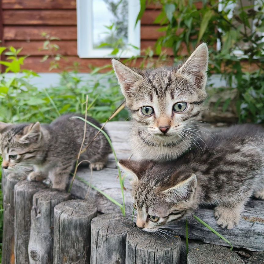 Котята в добрые руки