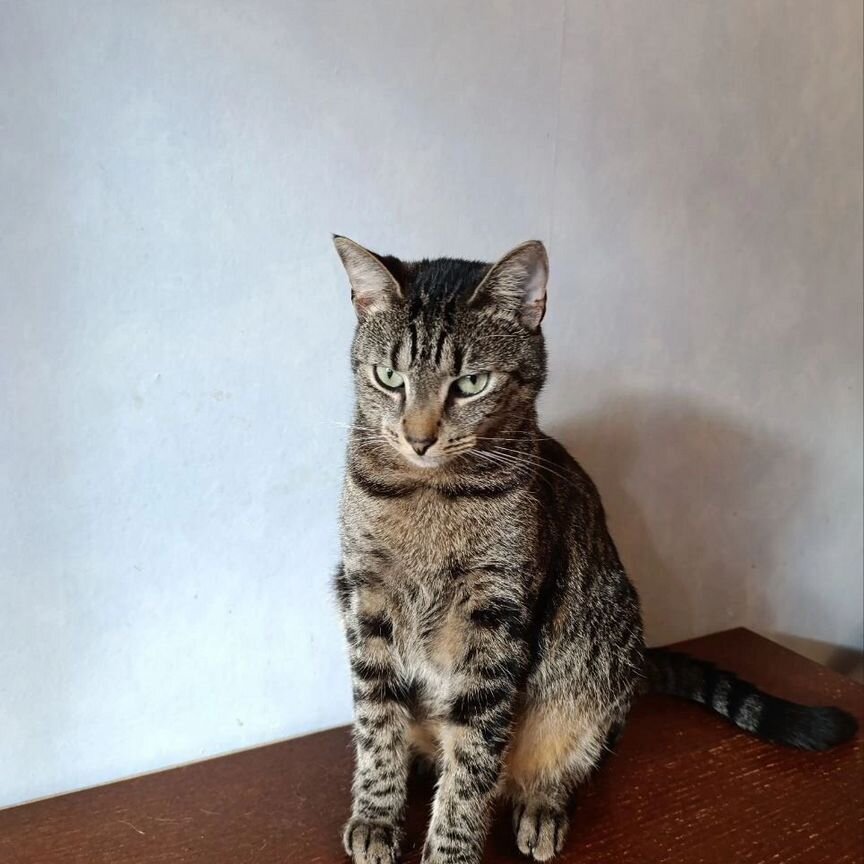 Такой хороший котик