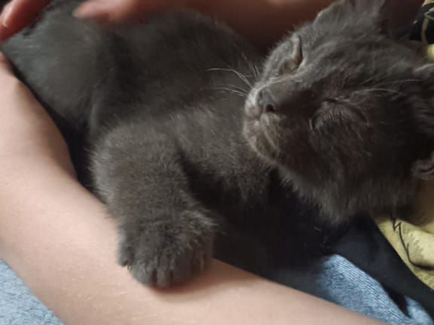 Котята в добрые руки бесплатно мальчик