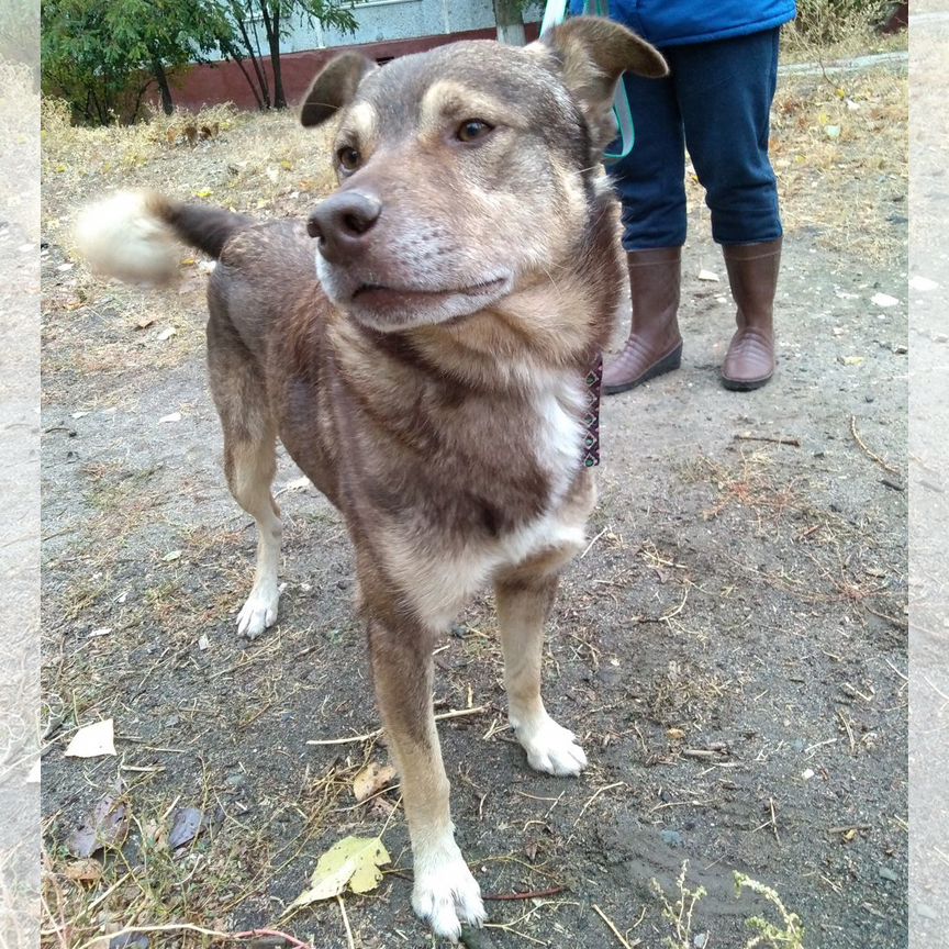 Собака мальчик Миша