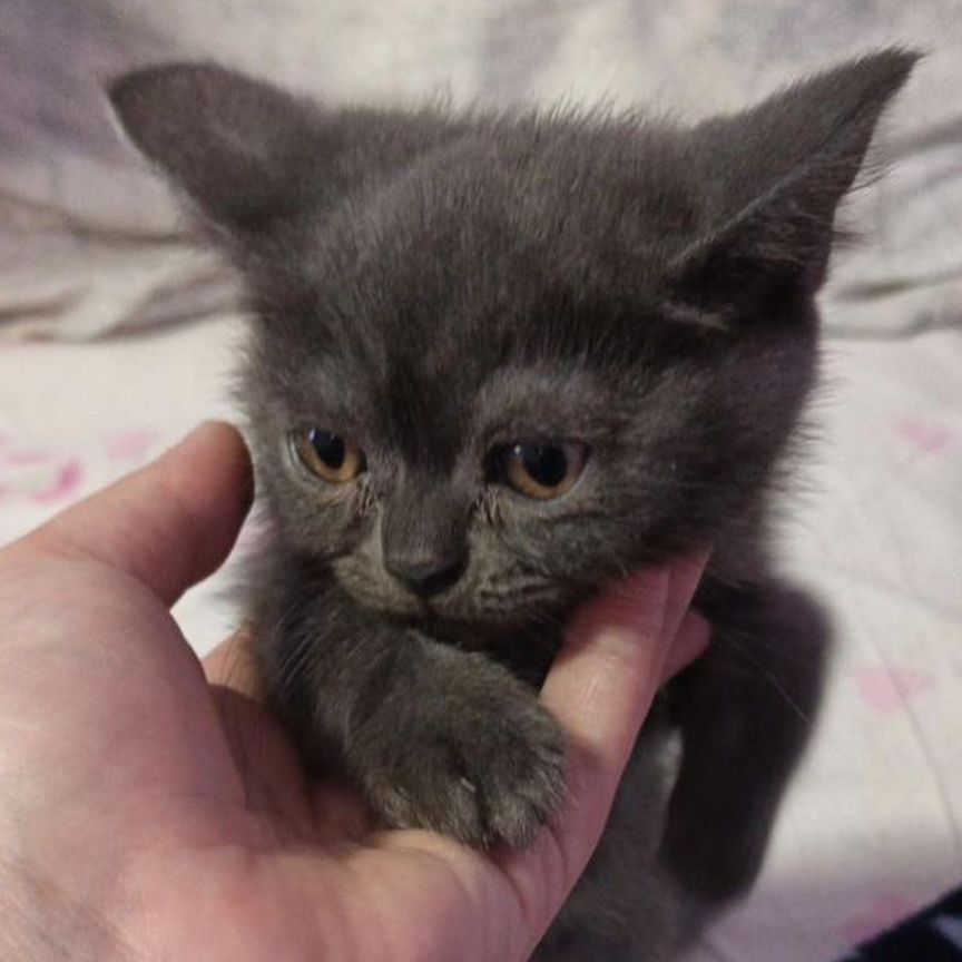 Отдам в дар котят