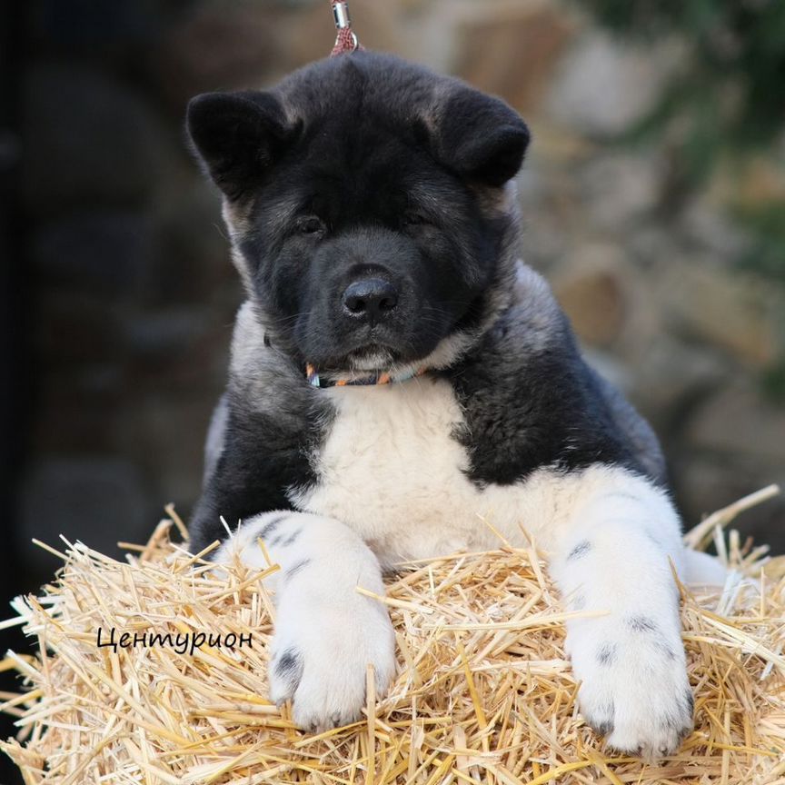 Американская акита