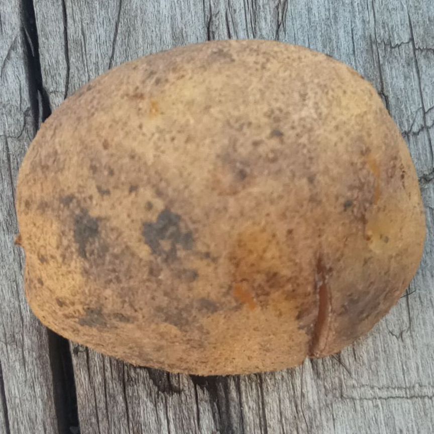 Картофель мелкий на корм