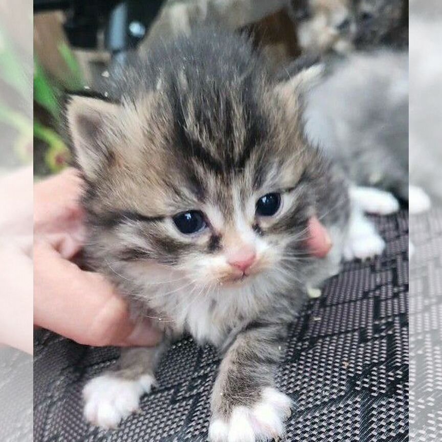 Котёнок в добрые руки