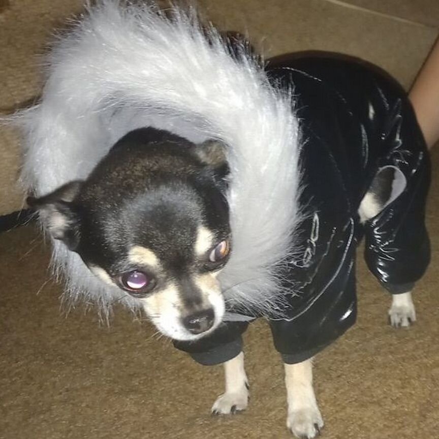 Случка чихуахуа