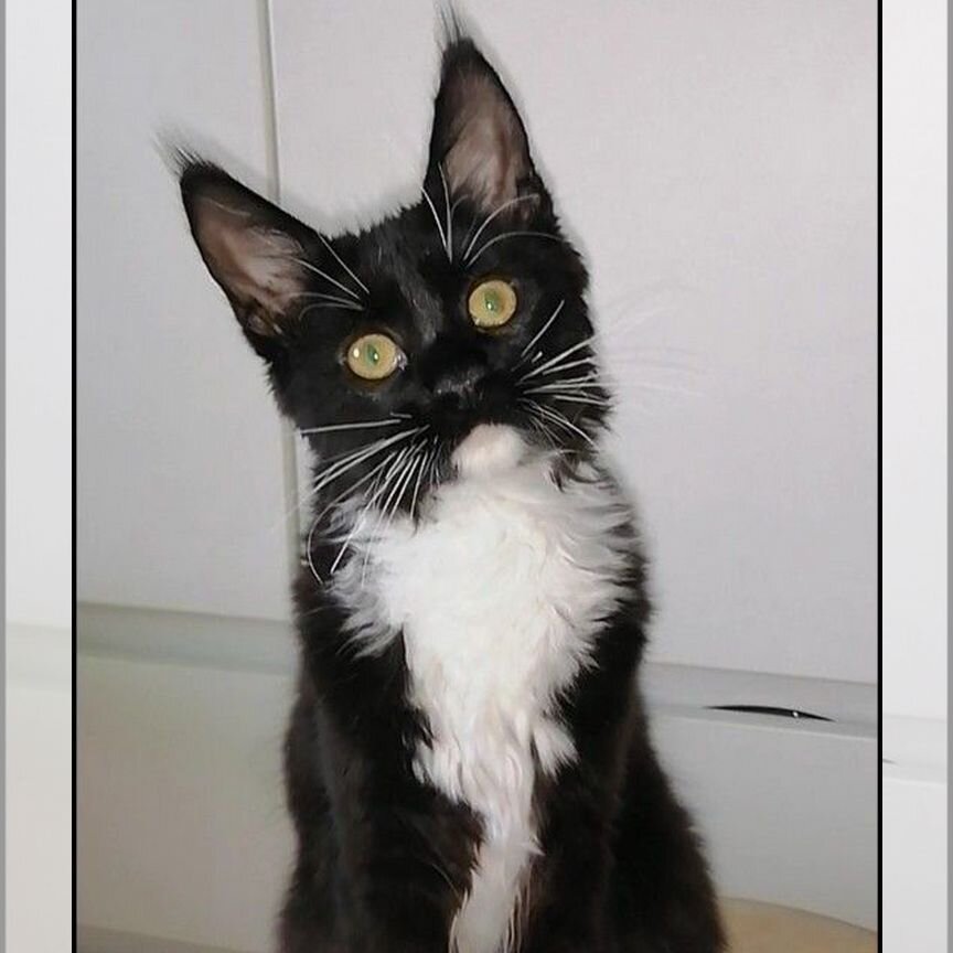 Кошка мейкун девочка