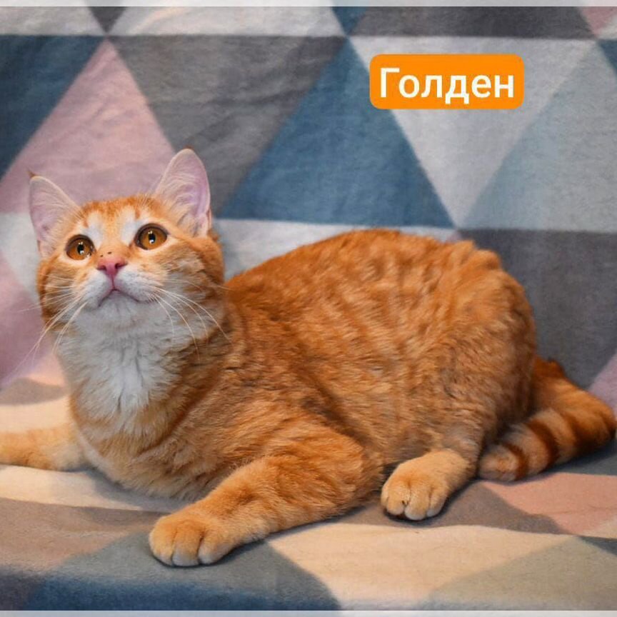 Рыжее счастье ищет дом
