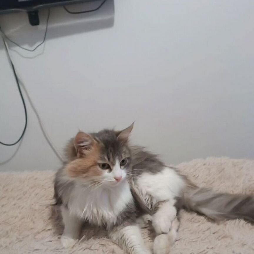 Кошечка в добрые руки