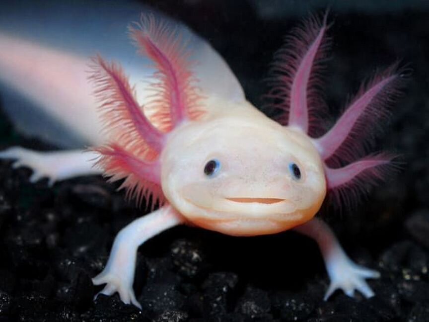 Аксолотль