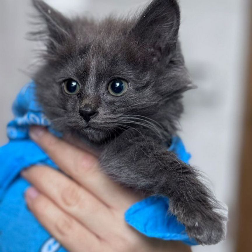 Котёнок в добрые ручки