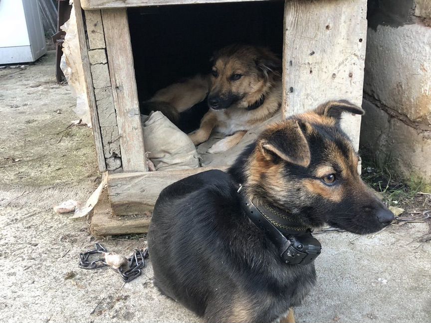 Две девочки в добрые руки