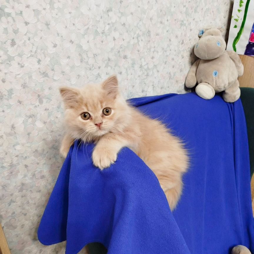 Британский котëнок