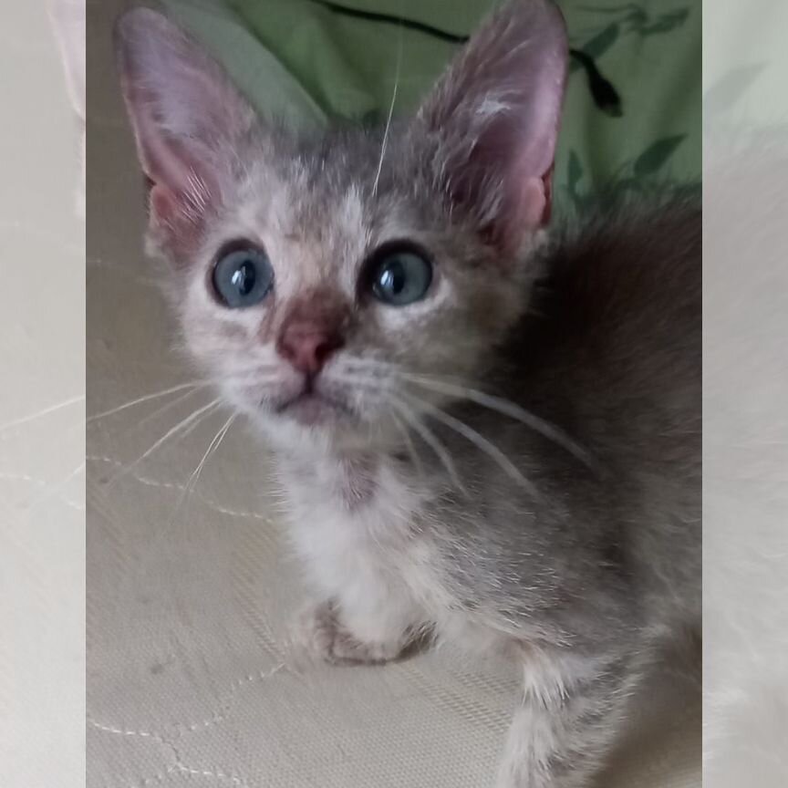 Кошечка в добрые руки