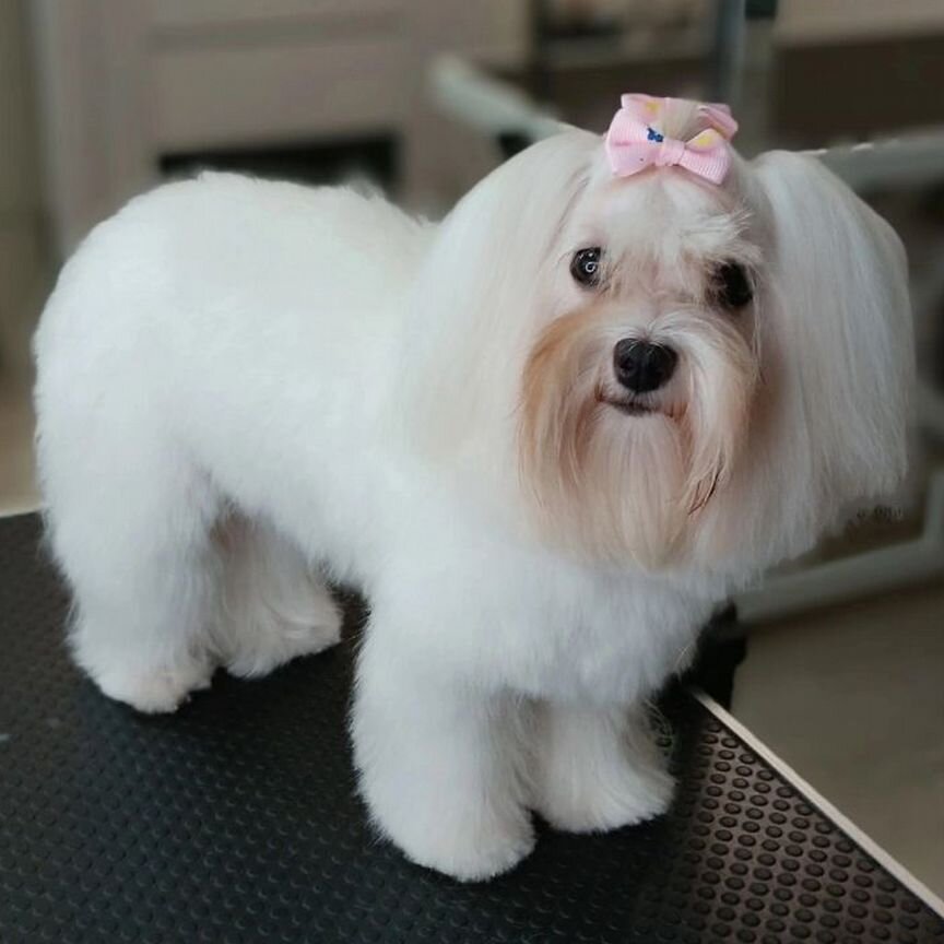 Мальтийская болонка, взрослая собака