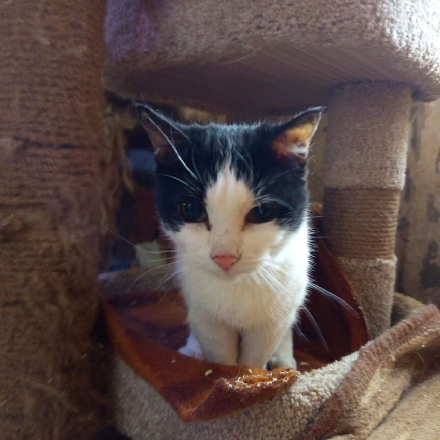 Кошечку родственники сдали в Приют