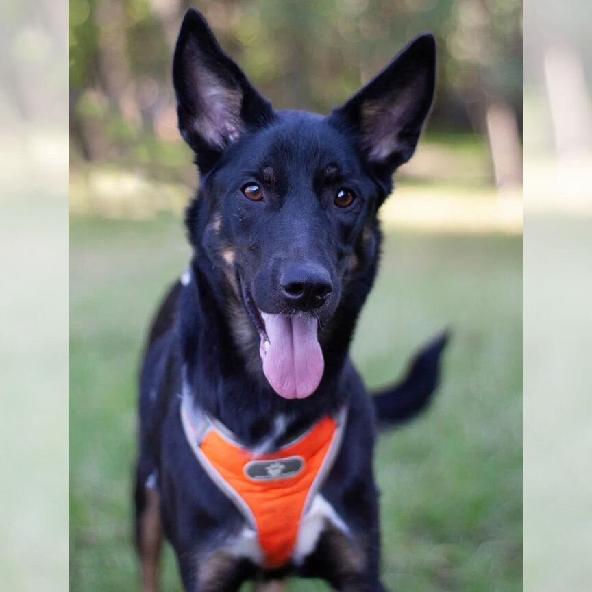 Молодая собака Черри в дар бесплатно