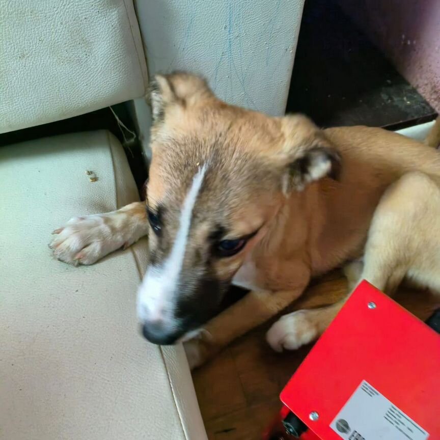 Бантик, якутский Метис