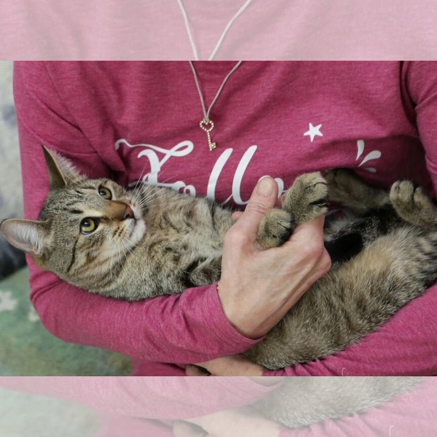 Взрослый кот в добрые руки