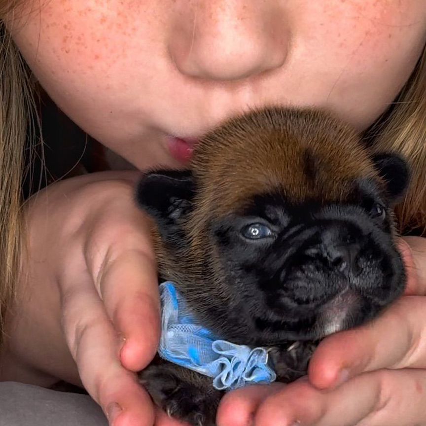 Французский бульдог, щенок