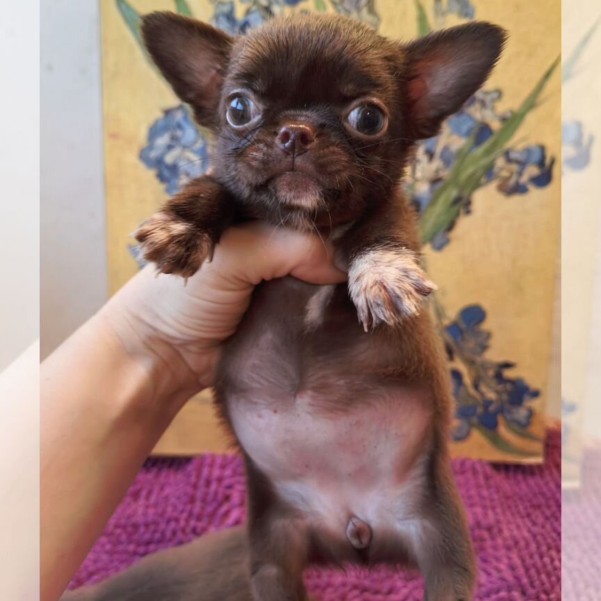 Чихуахуа, щенок