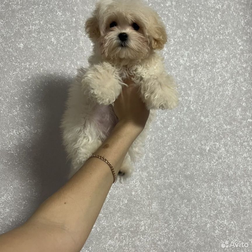 Мальтипу ф1 микро замечательная девочка