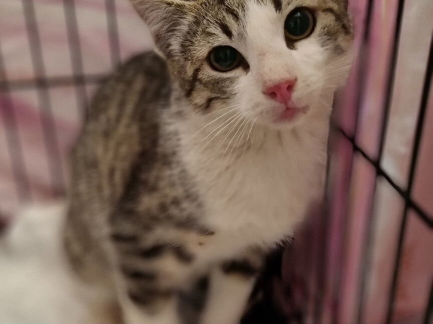 Котята