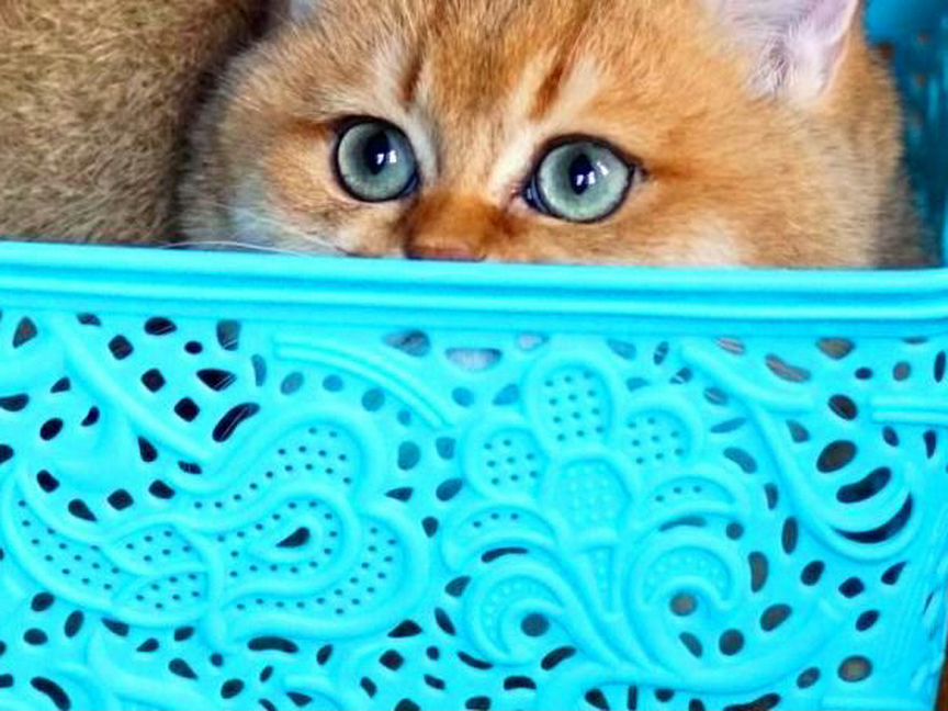 Миша-котенок Мишель