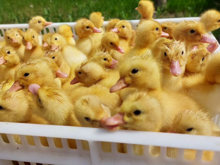 Утята черри велли