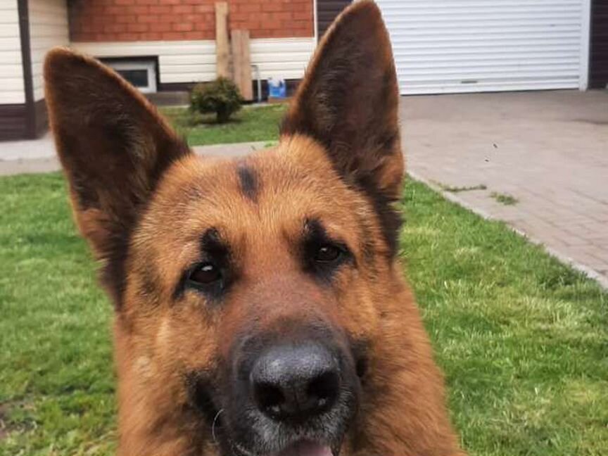 Кобель для вязки немецкая овчарка