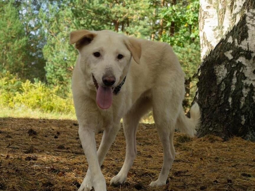 Собачка Белянка в добрые руки