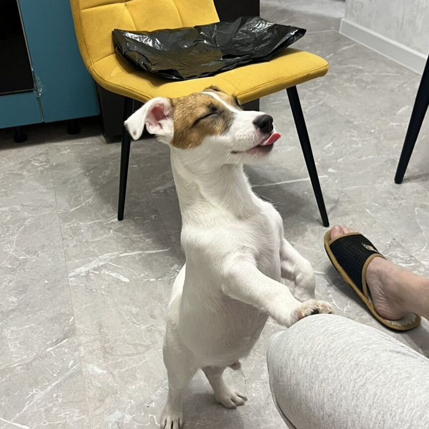 Джек рассол мальчик 5 мес