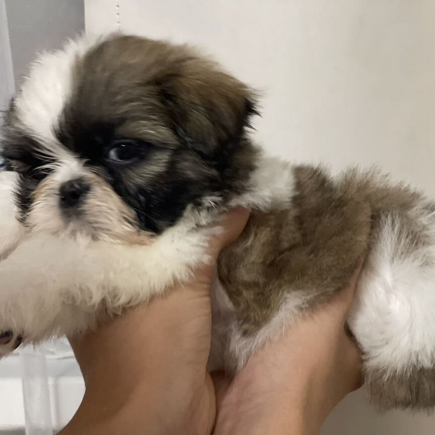 Щенки ши-тцу