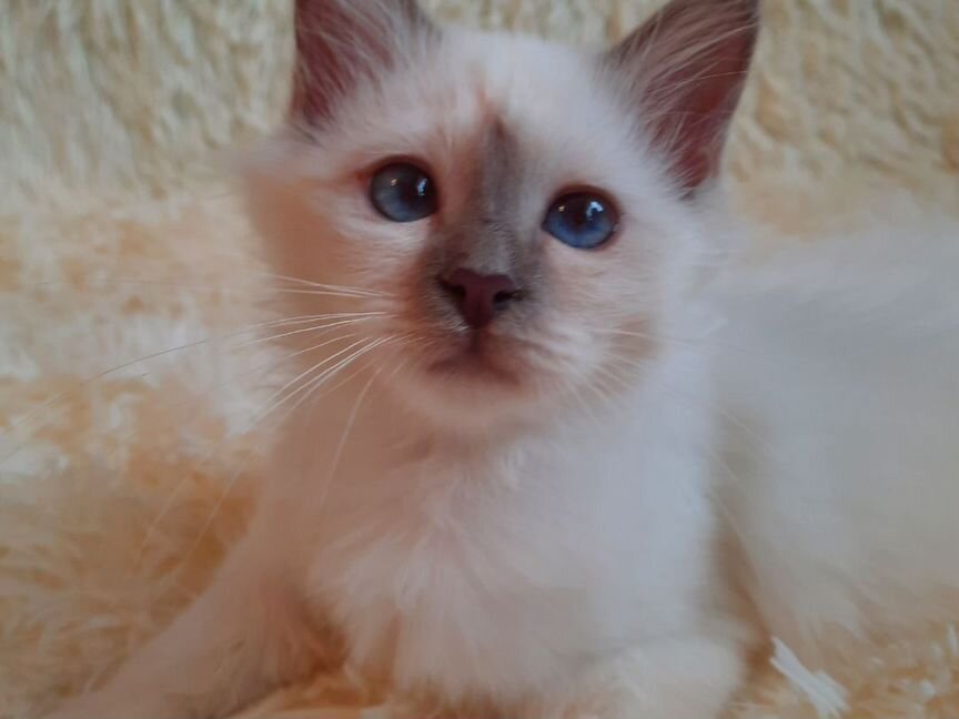 Священная бирма-девочка лилак пойнт