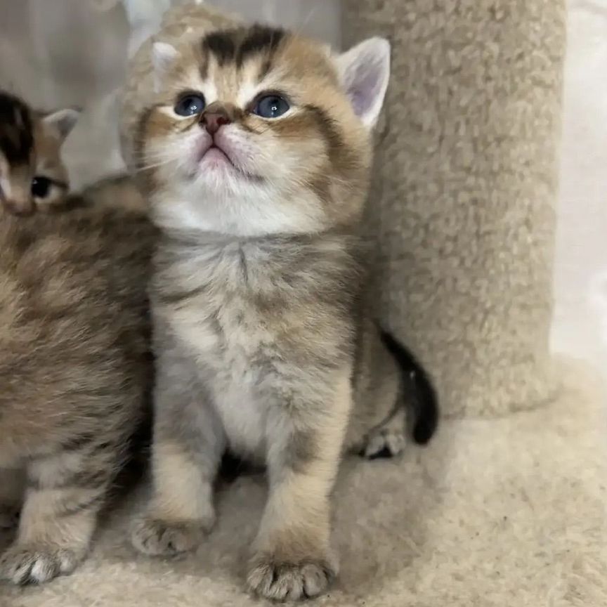 Британский короткошёрстный котёнок